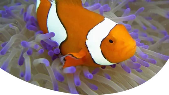 Reef Knowledge System